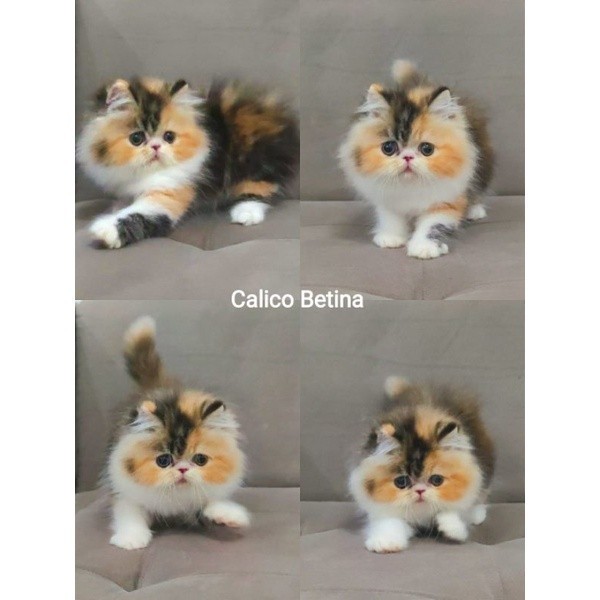 Jual kucing persia peaknose calico | Shopee Indonesia