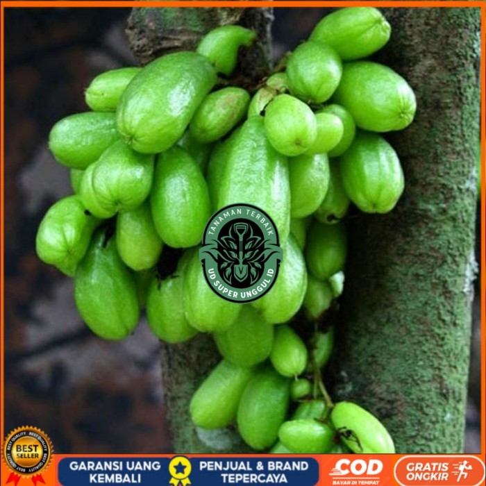 Jual Bibit Tanaman Buah Belimbing Wuluh/ Belimbing Sayur Bibit Tanaman valid UD SUPER UNGGUL ID ...
