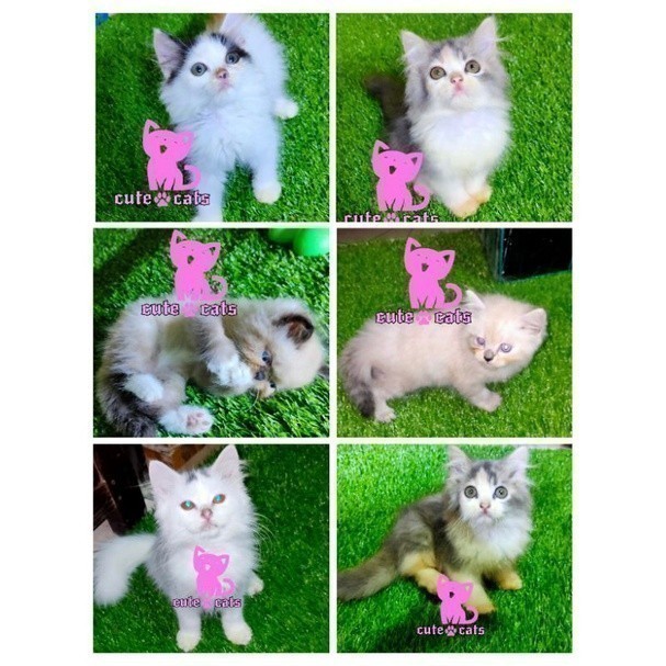Jual anak kucing Persia Angora Himalaya flatnose | Shopee Indonesia