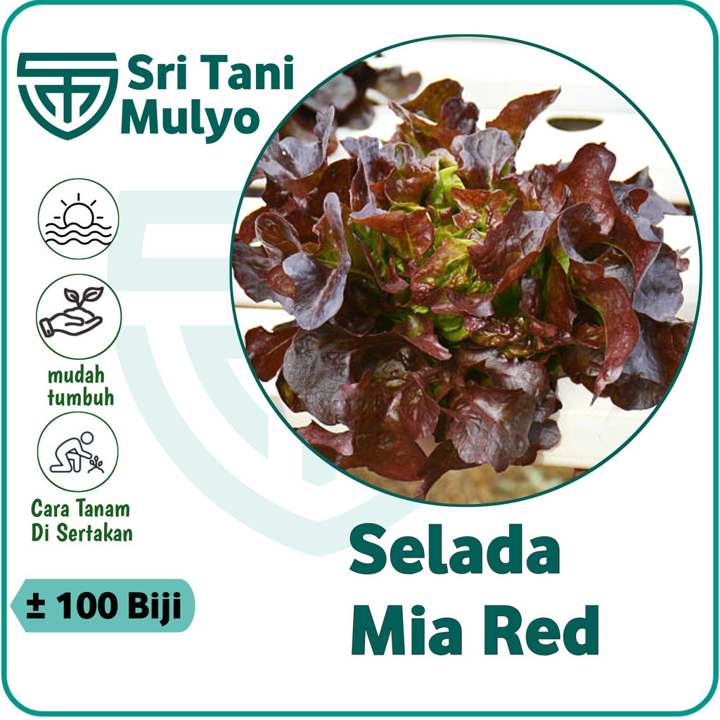 Jual 100 Biji - Benih Selada Merah MIA RED - Bibit Sayuran Selada Lettuce Benih Sayuran | Shopee ...