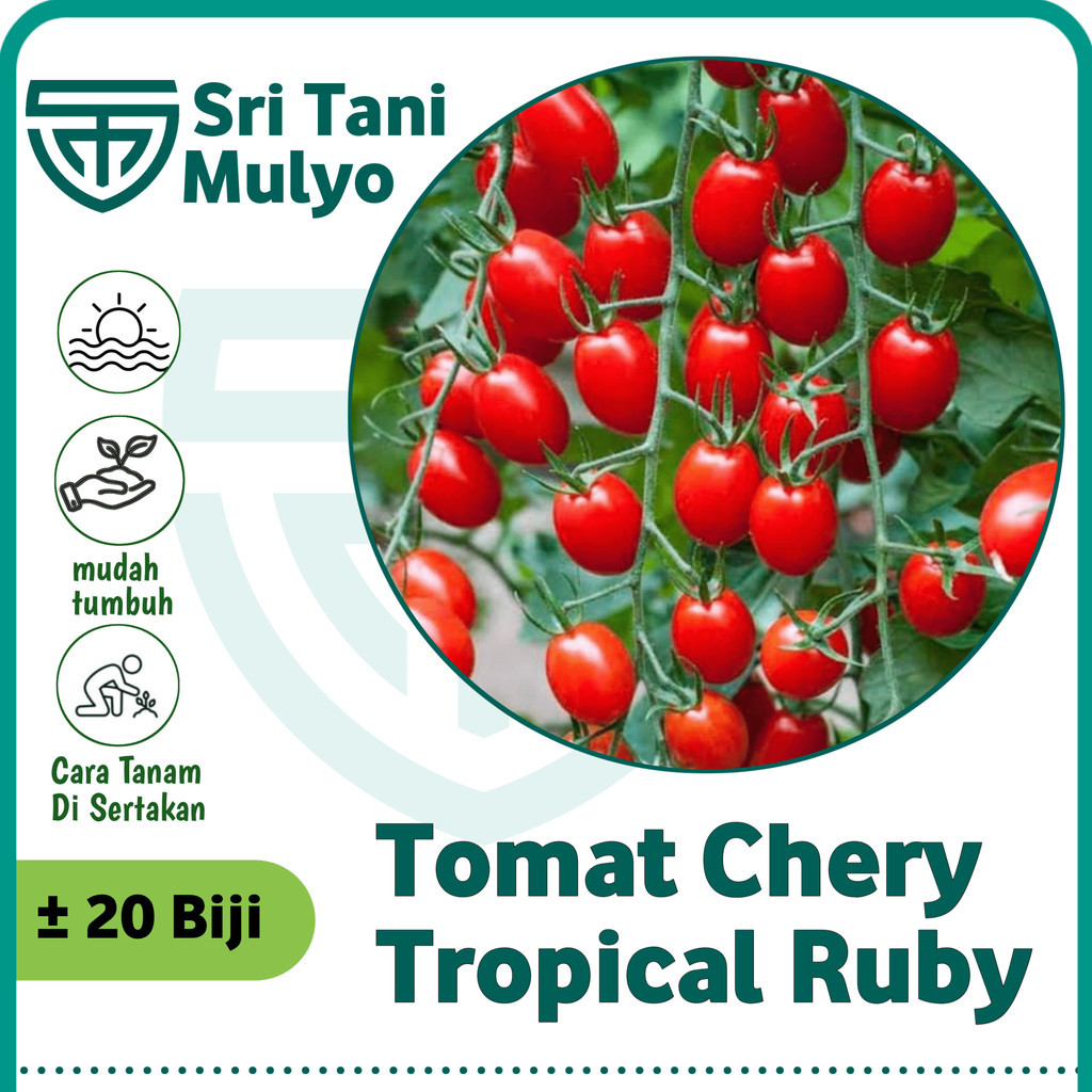 Jual 20 Biji Benih Tomat Chery Merah Tropical Ruby - Bibit Tanaman ...