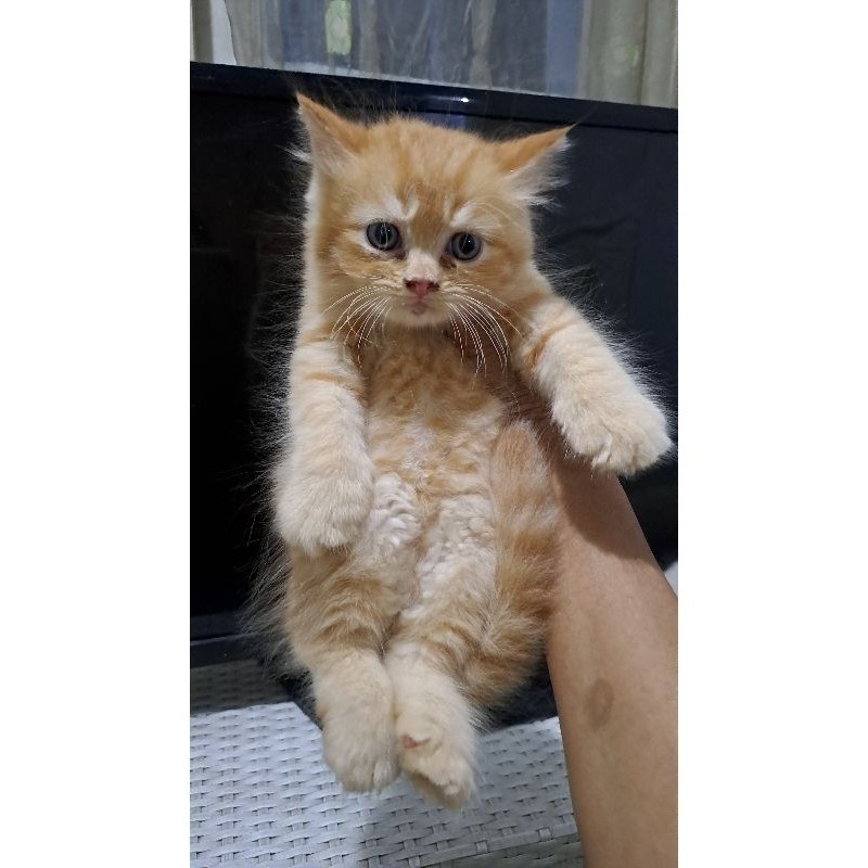 Jual Anak kucing anggora/kitten Persia flatnose/kucing Persia jantan ... Jual Anak kucing anggora/kitten Persia flatnose/kucing Persia jantan ...