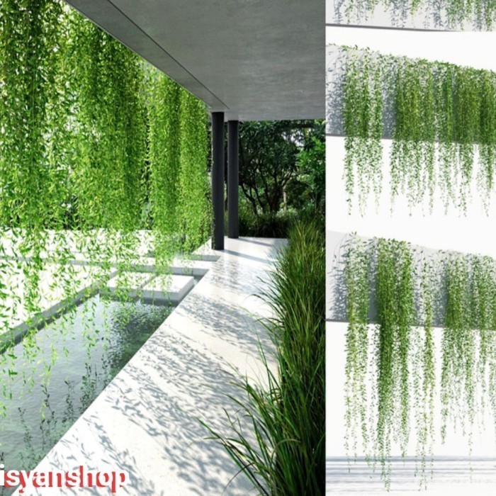 Jual bibit stek pohon/tanaman hias lee kwan yew / Li Kuan yu 30-90 cm ...