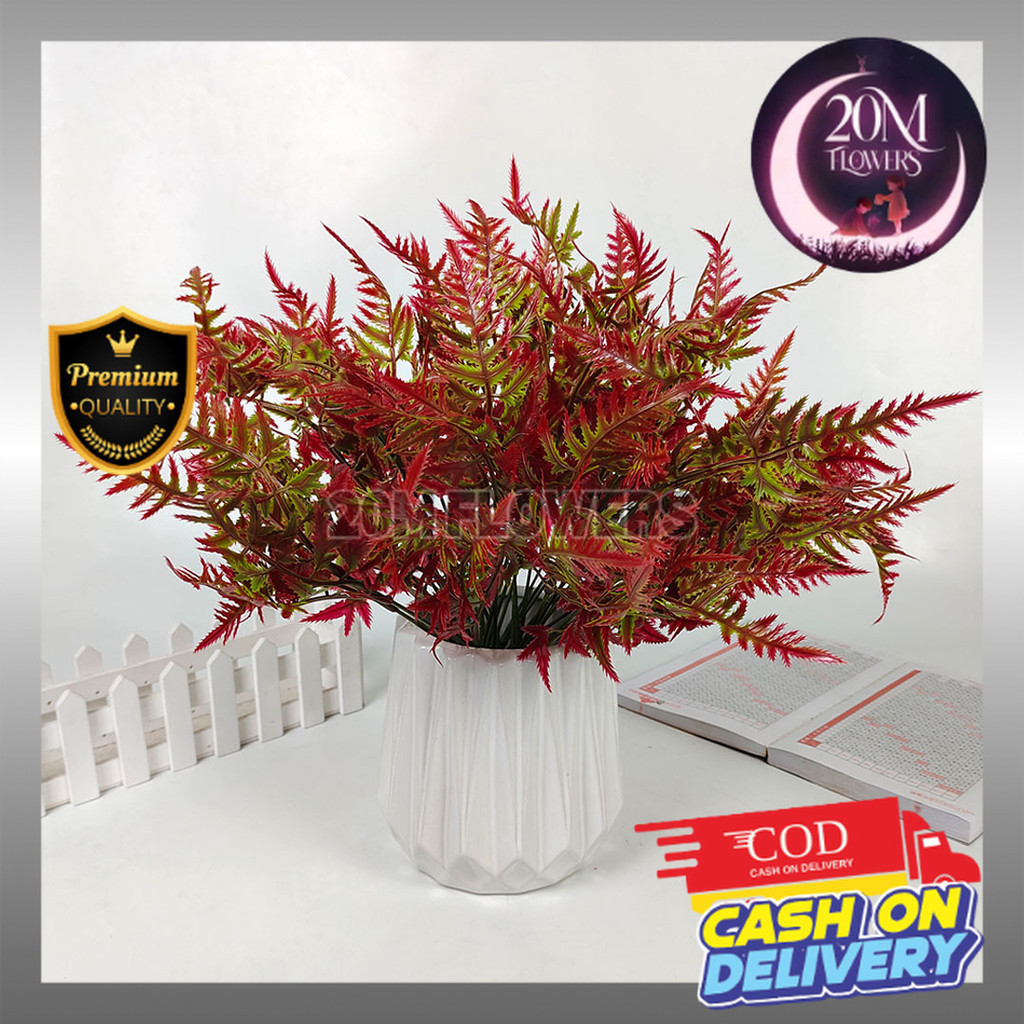 Jual Daun Rumput ACC Star Polos cabang 7 Tanaman Hias rumput hias ...