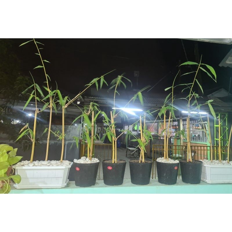 Jual #Bibit bambu kuning cocok untuk hiasan dalam ruangan, pagar rumah ...