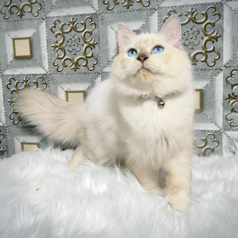 Jual Kucing Persia Himalaya Anggora Ragdoll Kitten | Shopee Indonesia