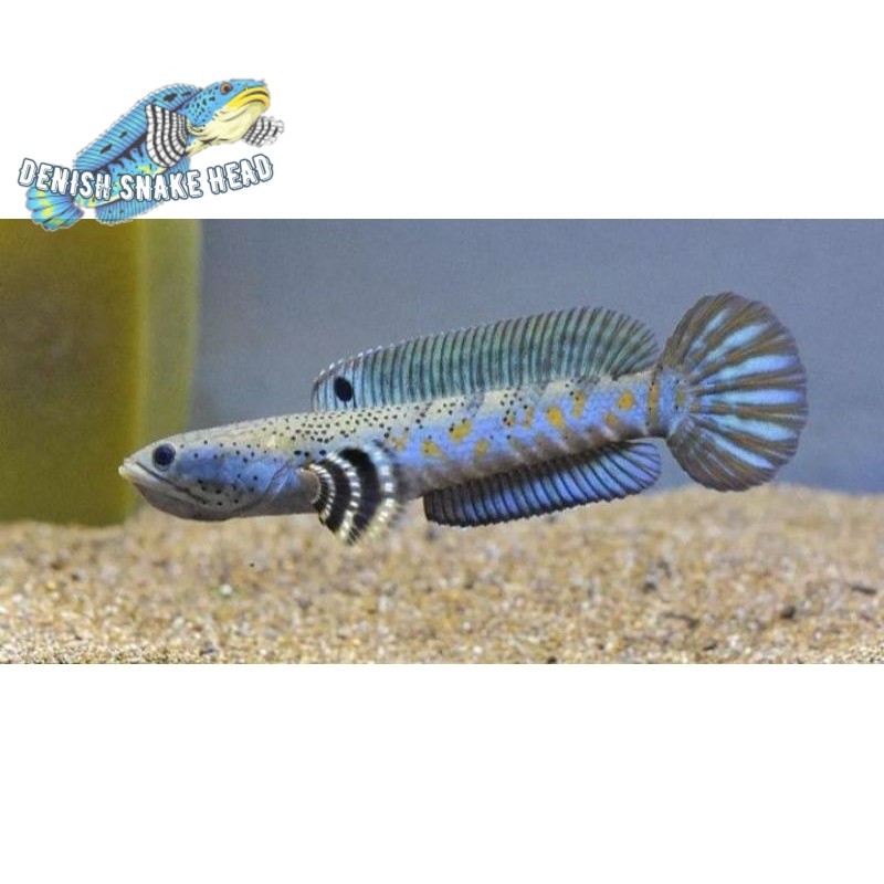 Jual blue pulcra 8-9cm fulldot fullyellowspot Gaskeun | Shopee Indonesia