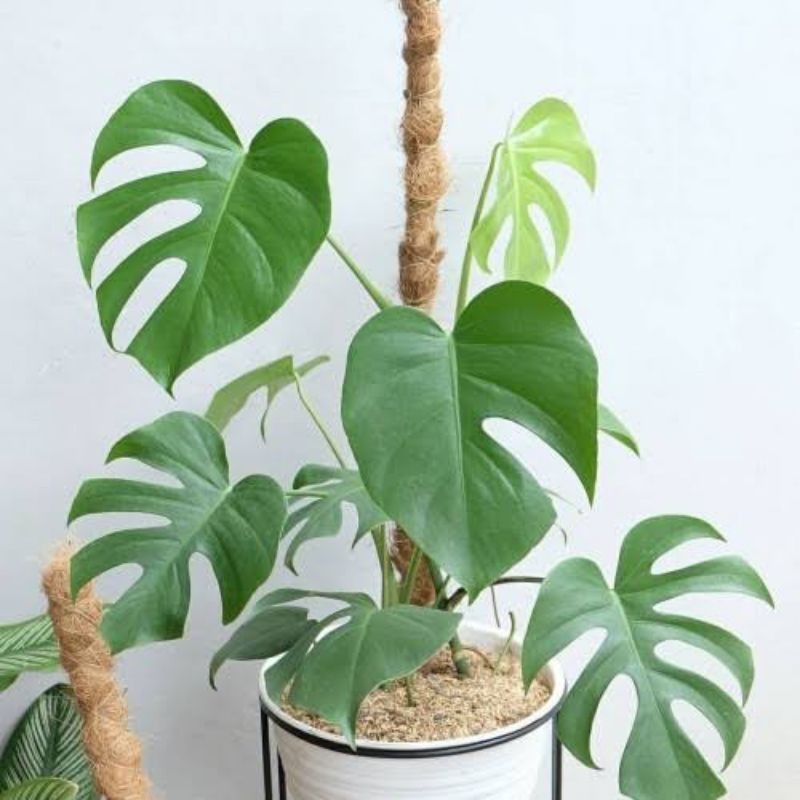 Jual Tanaman Hias Monstera Deliciosa- Bunga Hias Philodendron ...
