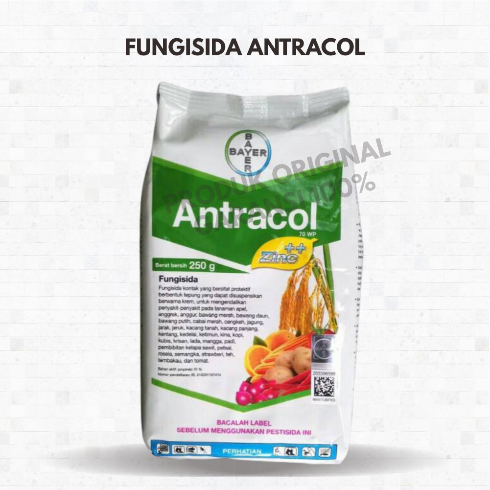 Jual KAYUAN - Fungisida Antracol 70 WP Zinc Obat Anti Busuk Jamur ...