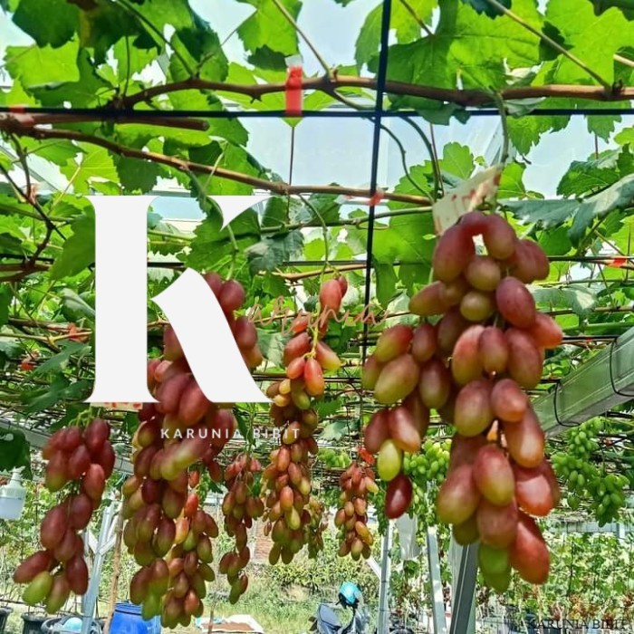 Jual Tanaman bibit anggur dixon grafting cepat berbuah | Shopee Indonesia