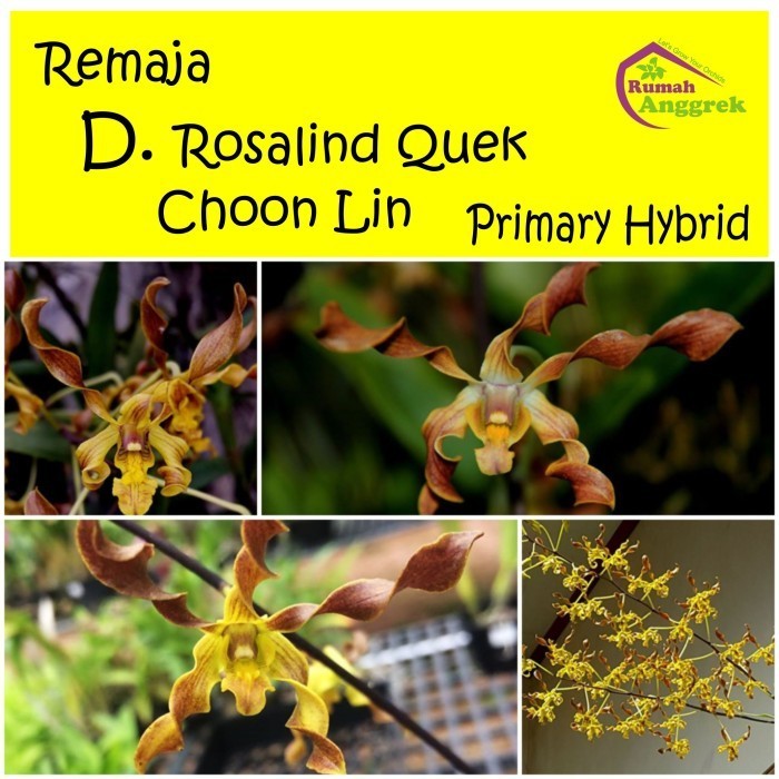 Jual NEW Anggrek Dendrobium Rosalind Quek Choon Lin Remaja dendro ...