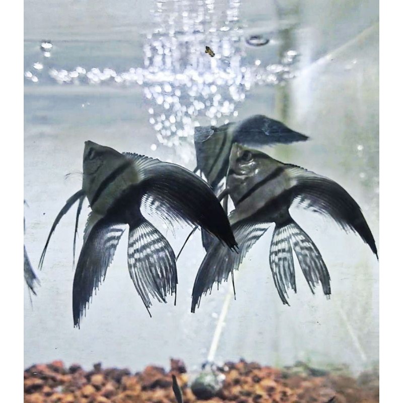 Jual Ikan Hias Manfish Anglefish BW Slayer Size 4 Cm | Shopee Indonesia