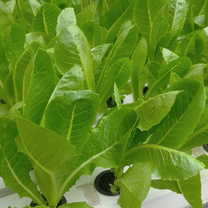Jual SAYUR LETTUCE GREEN ROMAINE / SELADA ROMAINE HIDROPONIK | Shopee Indonesia
