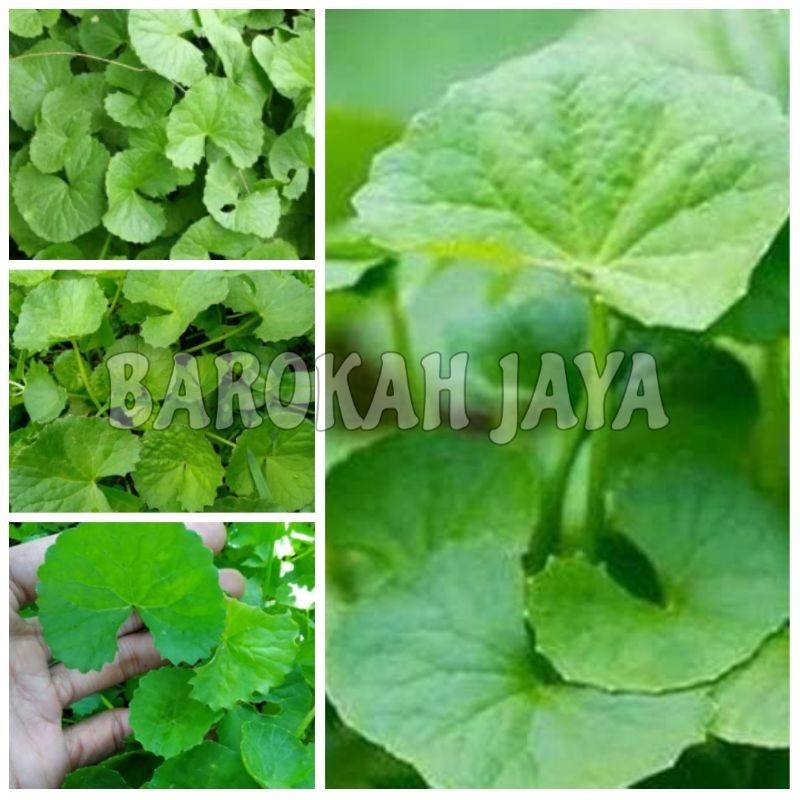 Jual DAUN PEGAGAN ANTANAN (Centella Asiatica) | Shopee Indonesia