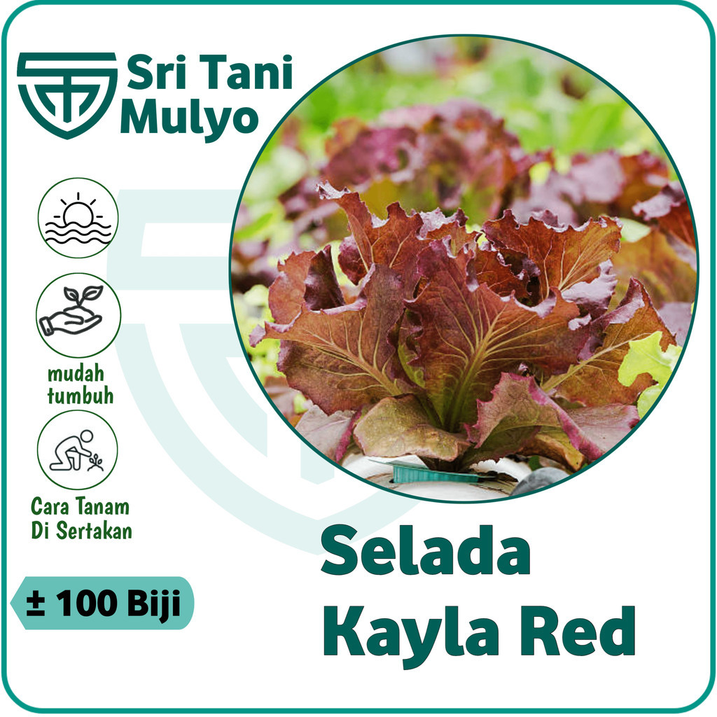 Jual 100 Biji - Benih Selada Merah KAYLA RED - bibit Tanaman Sayur Sayuran Lettuce Selada Know ...