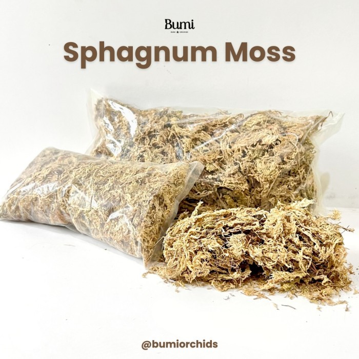 Jual Sphagnum Moss - Bumi Orchids Media Tanam Anggrek Tanaman Hias ...
