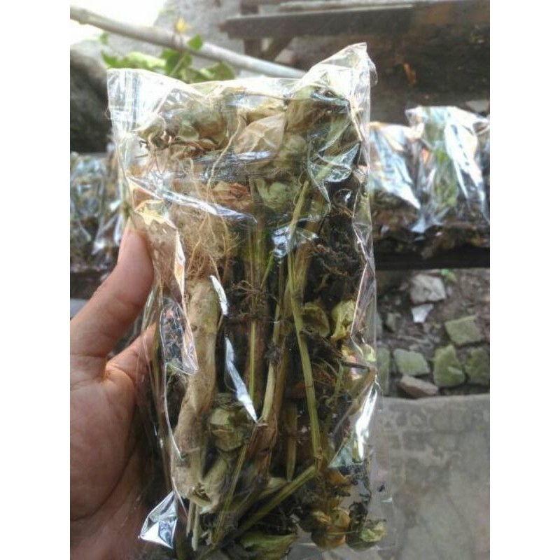 Jual Promo 100 gram ciplukan kering/cecendet kering daun buah akar dan ...