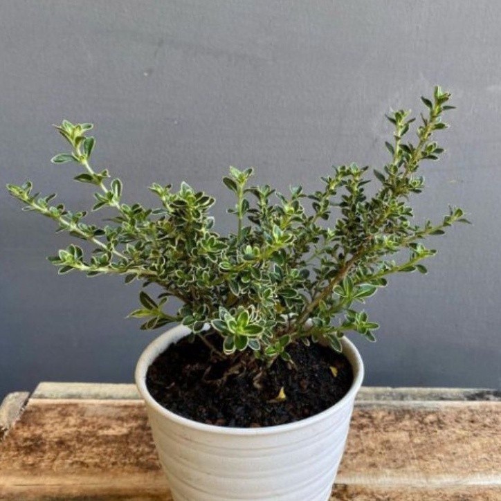 Jual Tanaman Hias Mirten Variegata Bahan Bonsay - Tanaman Hidup Mirten ...