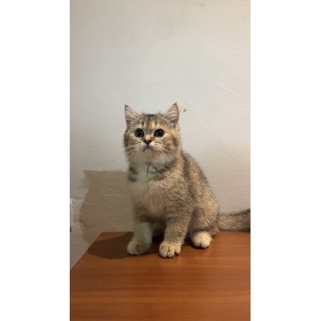 Jual KUCING KITTEN BSH GOLDEN PURE || BRITISH SHORT HAIR GOLDEN ...