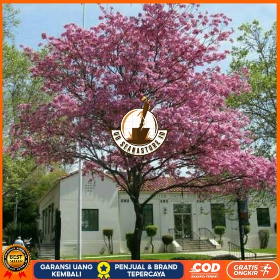 Jual Bibit Bunga Tabebuya Pink / Pohon Tabebuya Pink 80cm-1meter Bibit ...