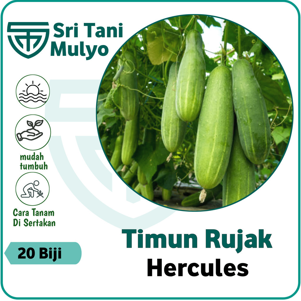 Jual 20 Biji - Benih Timun Hibrida HERCULES PLUS F1 - Tahan Penyakit ...