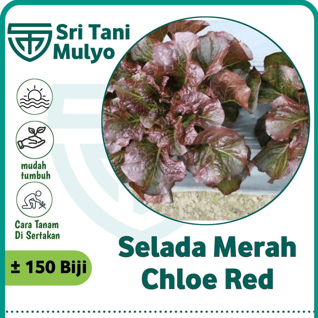 Jual 100 Biji - Benih Selada Merah Import CHLOE RED - Benih Selada Lettuce Selada Sayur Benih ...
