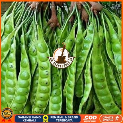 Jual Promo Bibit Pete Hibrida Super Genjah | Petay Hibrida Cepat ...