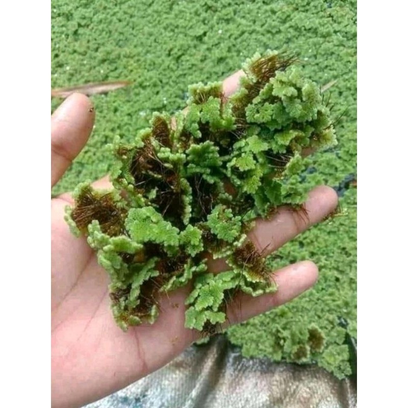 Jual Bibit Azolla Micropylla, Benih Azolla Super (per 700 gram/ Azolla ...