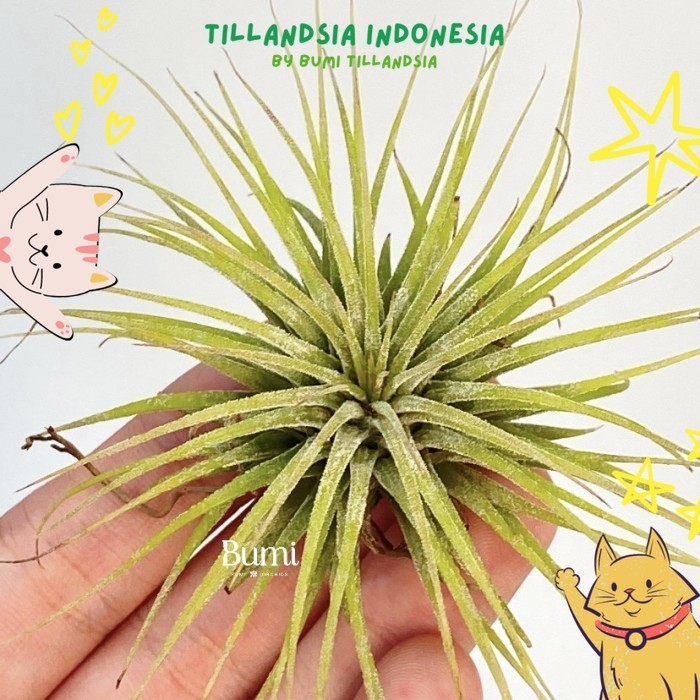 Jual Tillandsia ionantha 'Stricta' - Air Plants Tanaman Udara | Shopee ...