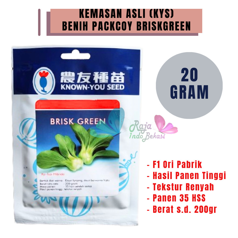 Jual Biji Benih PACKCOY BRISK GREEN 20 gram KYS Sayur Sawi Pai Tsai ...