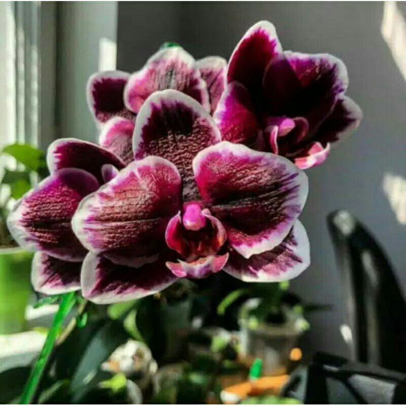 Jual ANGGREK DENDROBIUM RED HYBRID-sudah Knop/Spike-DENDROBIUM | Shopee ...