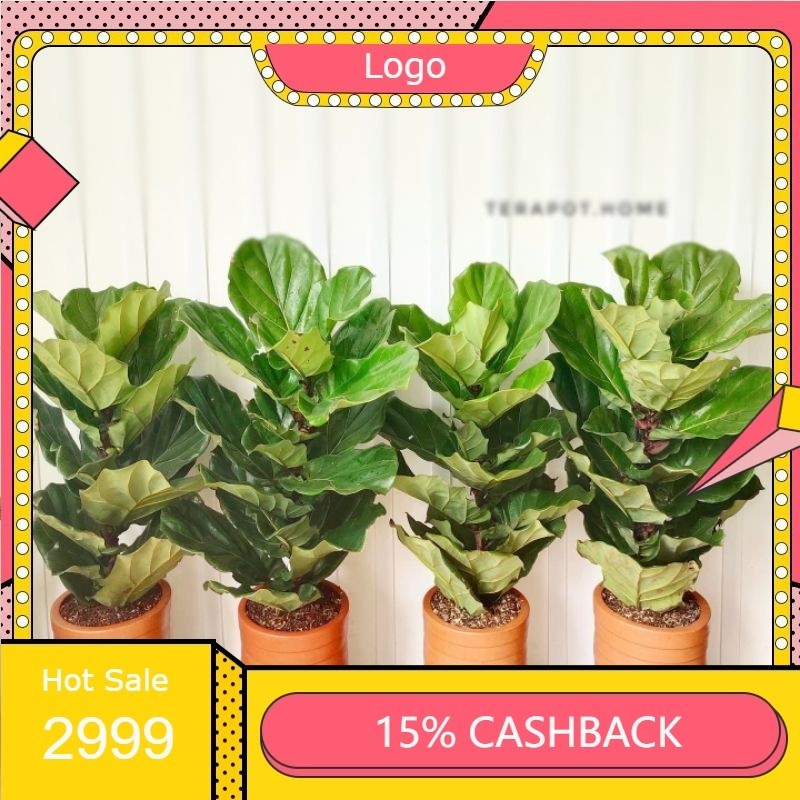 Jual Tanaman Hias Indoor KETAPANG BIOLA CANTIK BESAR & JUMBO - Tanaman ...