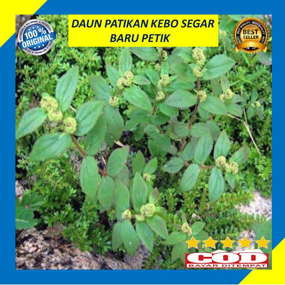 Jual Jamu Daun Patikan Kebo 100 Gram Segar Baru Petik Fresh Berkhasiat ...