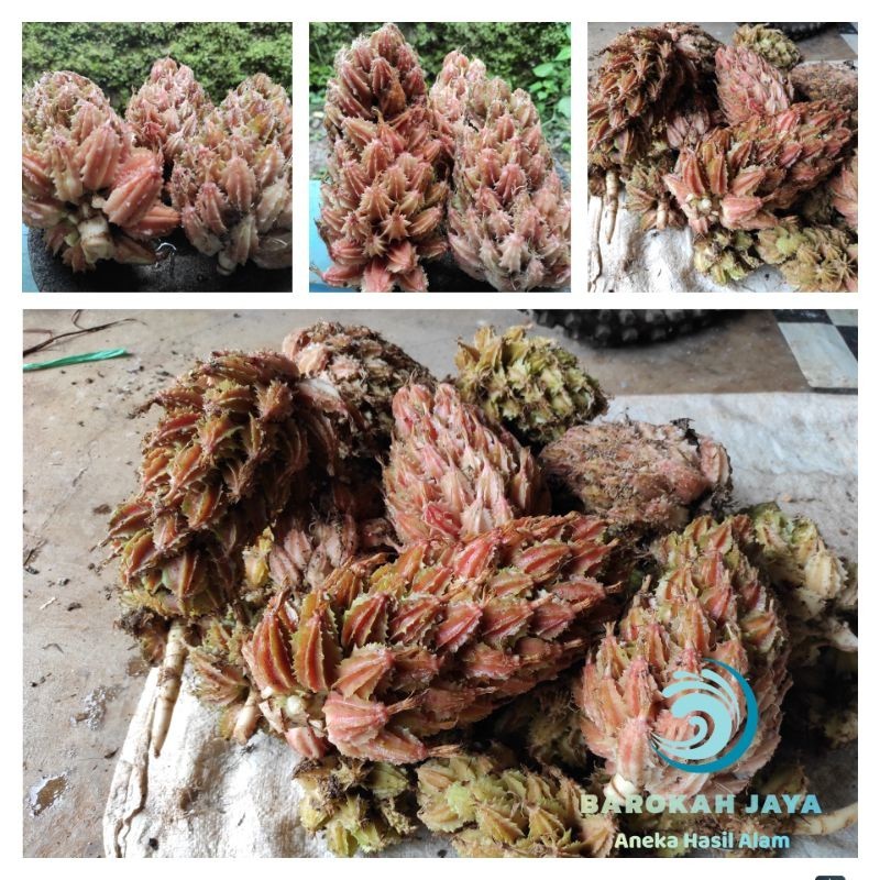 Jual Buah wresah hangasa buah renggak (amomum dealbatum) | Shopee Indonesia
