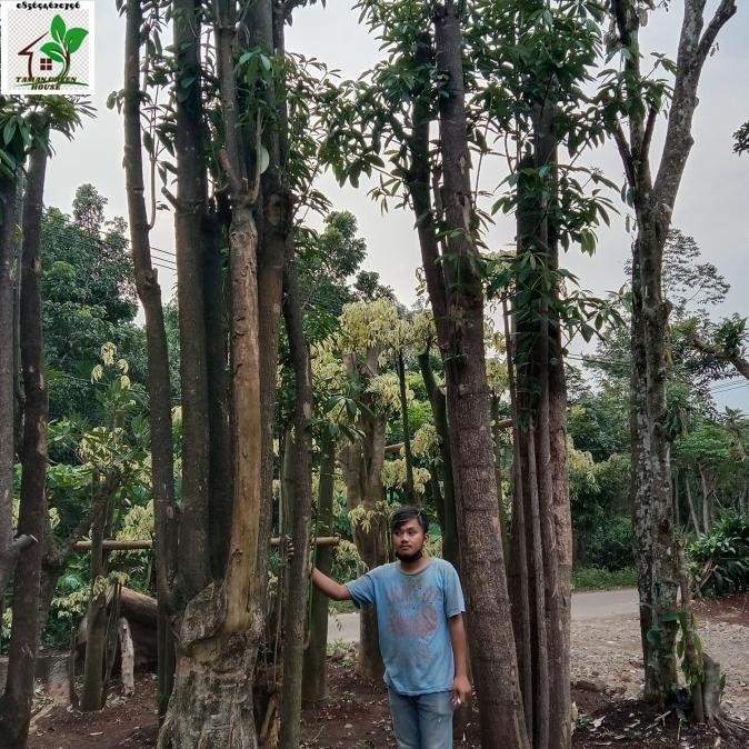 Jual jual tanaman pelindung pohon pule berikut tanam / tanaman hias ...