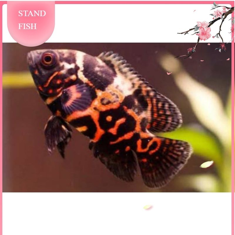 Jual Single tank Oscar batik - hiasan aquarium | Shopee Indonesia