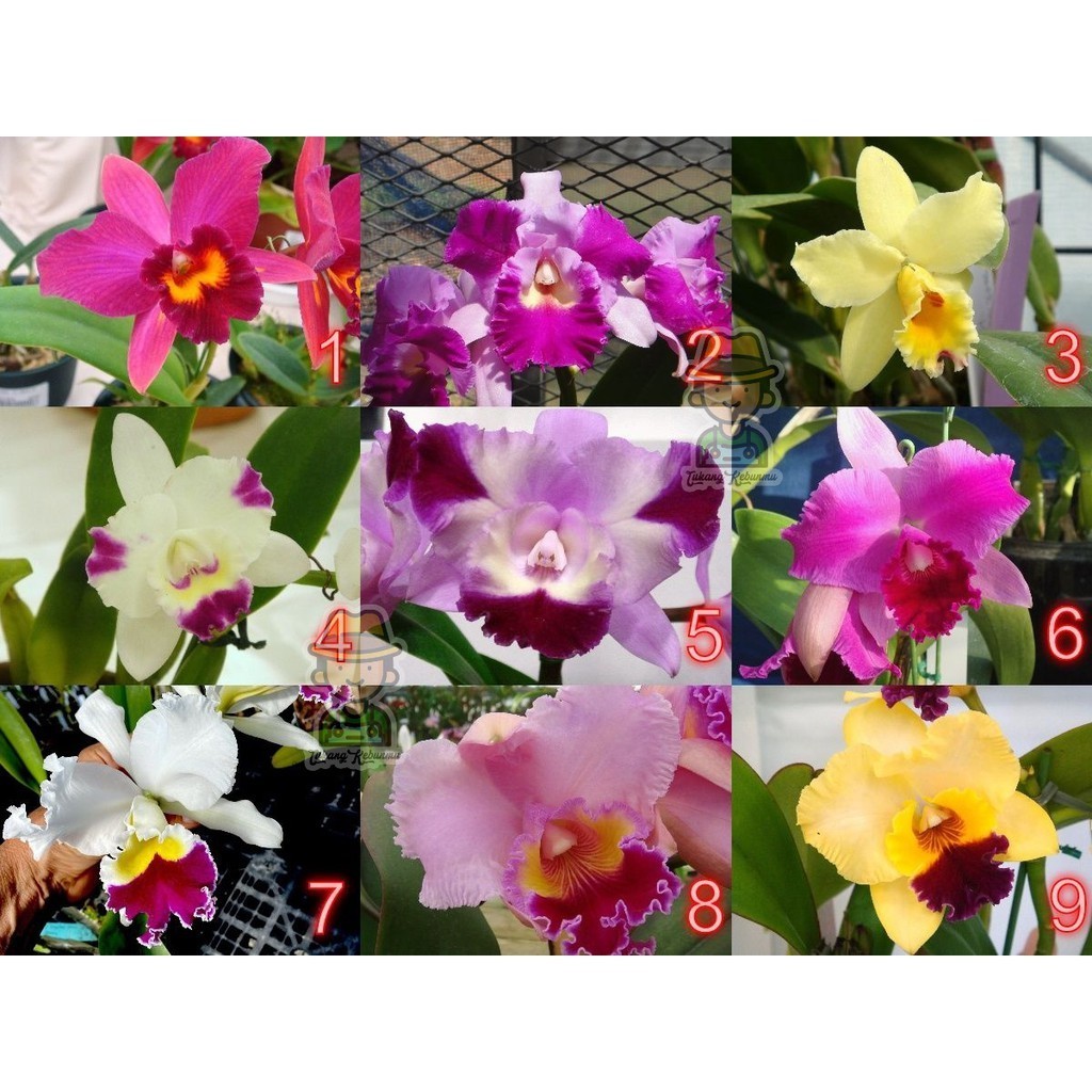 Jual Seedling Anggrek Cattleya Paket 10 + 1 Bunga Besar Hybrid Taiwan ...