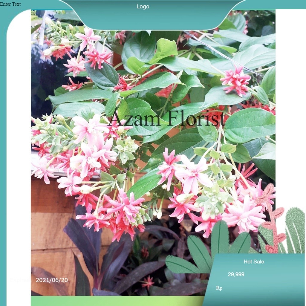 Jual tanaman hias rambat melati belanda/tanaman melati belanda/pohon ...