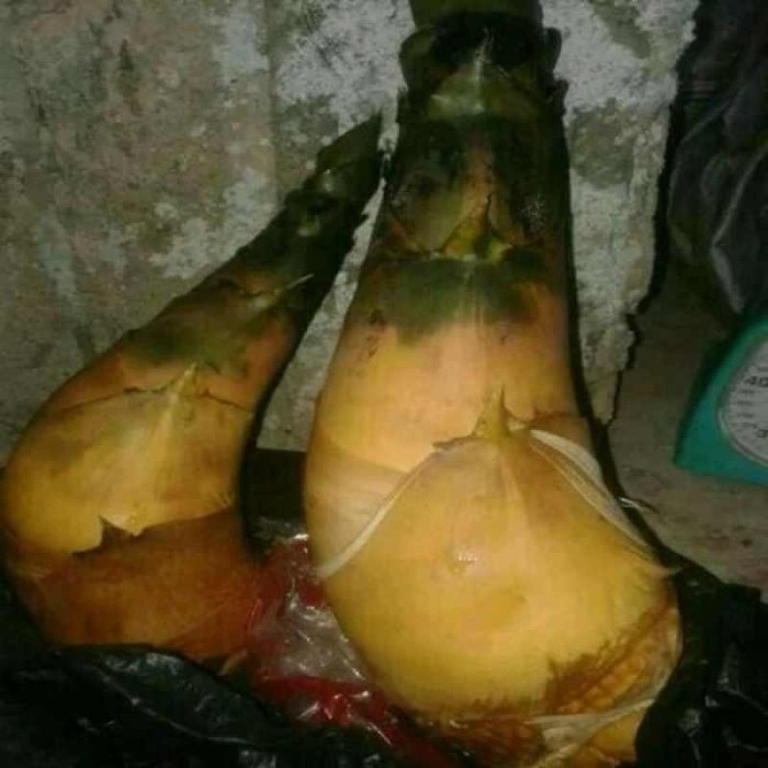 Jual Rebung Bambu Kuning Asli 500 gram | Shopee Indonesia