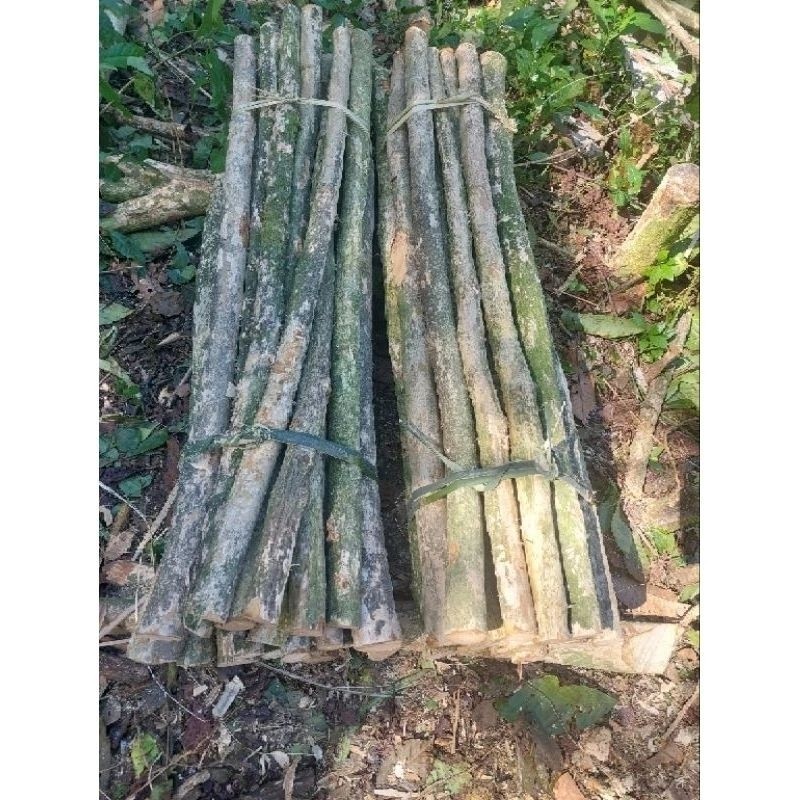 Jual pohon kopi 1m, batang kayu kopi, media tanam anggrek, angkringan ...