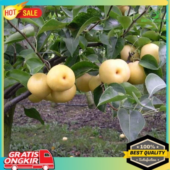 Jual Bibit Tanaman Pir Dataran rendah/Pir Nashi | Shopee Indonesia