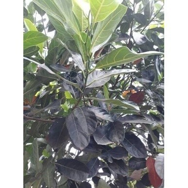 Jual Promo COD Daun nangka segar 250 gram- daun pilihan fresh (R_family ...