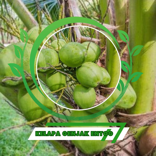 Jual Bibit Kelapa Genjah Entok kelapa genjah entok siap tanam | Shopee ...