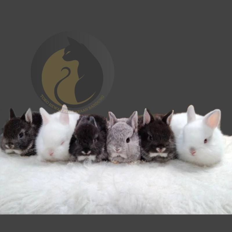 Jual Kelinci Nederland Mini ND Kelinci Terkecil/Mini Di Dunia | Shopee ...