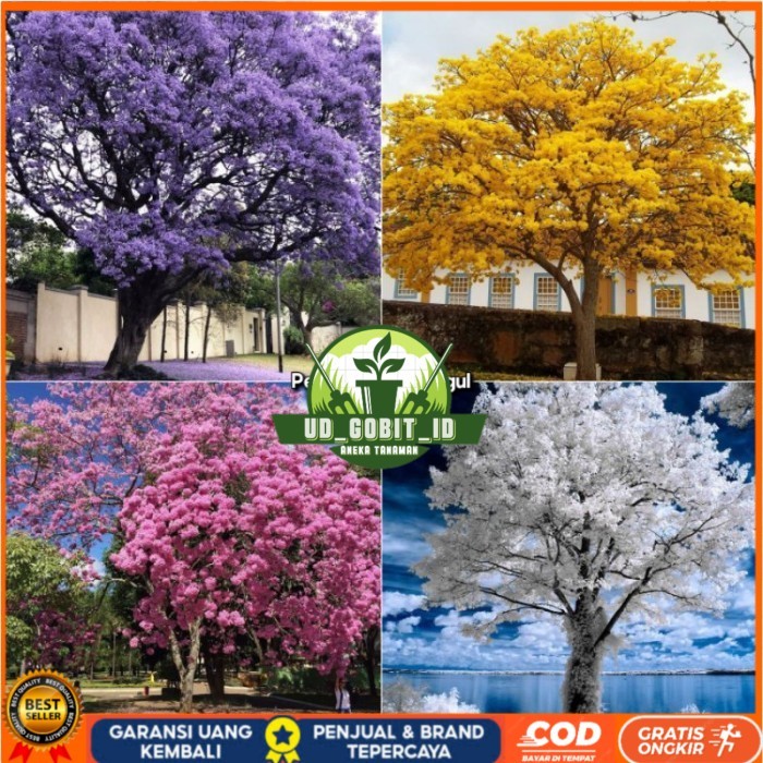 Jual Promo Paket 4 Pohon Tabebuya Tinggi 80cm Murah Bibit Tanaman Super ...