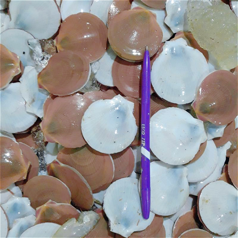 Jual KERANG SIMPING UTUH FROZEN 1KG | Shopee Indonesia