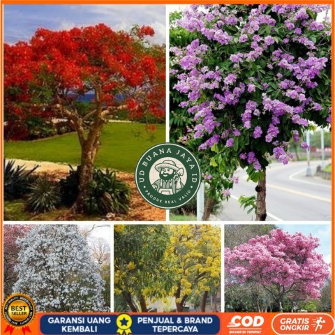 Jual PAKET 10 BIBIT POHON TABEBUYA/ BUNGA TABEBUYA BEBAS PILIH WARNA ...