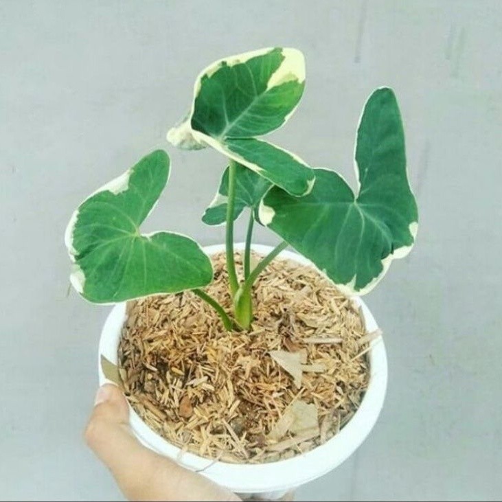 Jual Tanaman Hias Keladi Kantong Semar Bibit & Dewasa / Bunga Hias ...