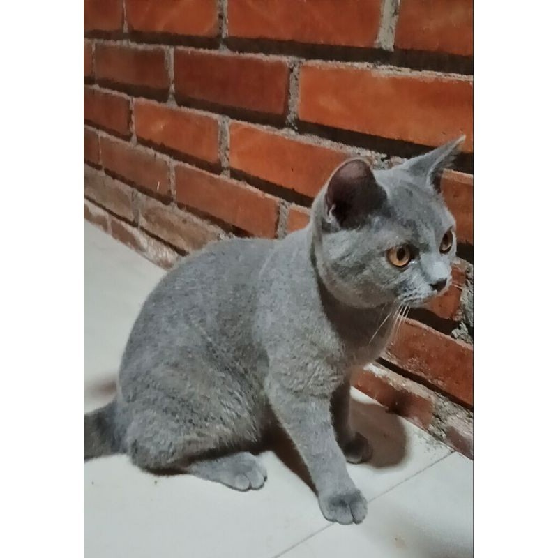 Jual kucing bsh british shorthair | Shopee Indonesia