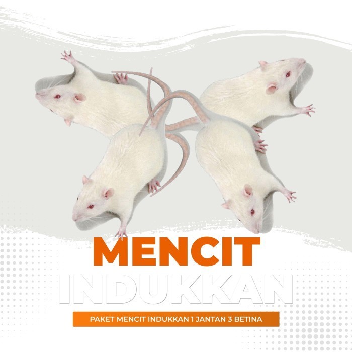 Jual Paket Mencit Hidup Indukkan / Tikus Putih Indukkan | Shopee Indonesia